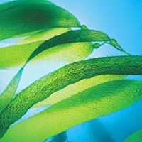 Rapidex Marine Exfoliator With Phyto-Marine Actives | Cotton Swab ...